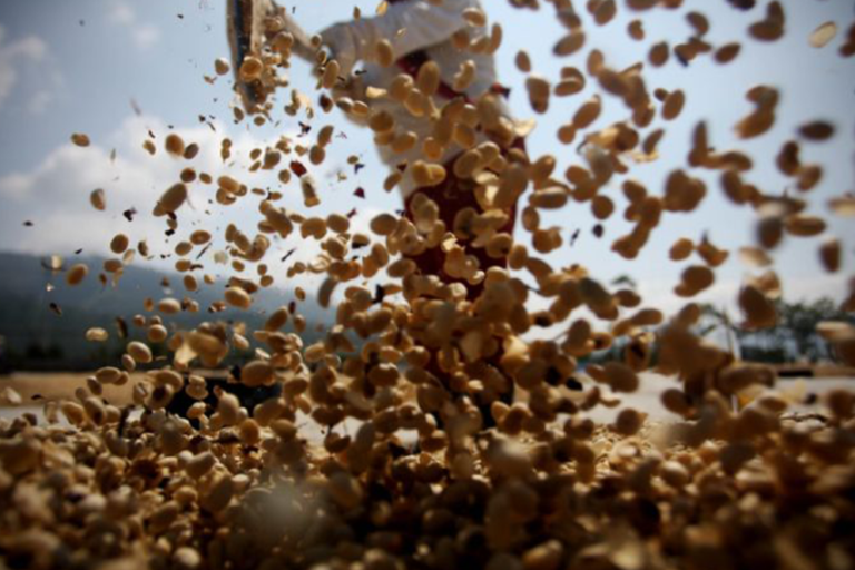 Certified Wild Kopi Luwak Coffee Sourced from 100% Wild Civets | Gayo Kopi