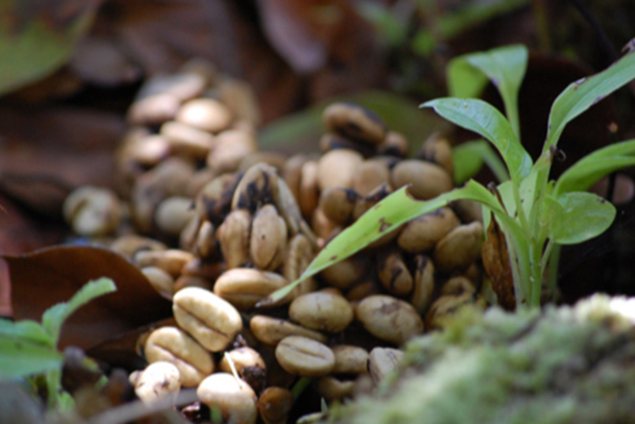 Wild Kopi Luwak Coffee Process | Gayo Kopi