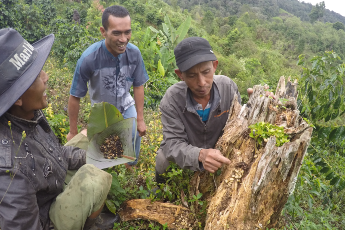 Wild Kopi Luwak Coffee Process | Gayo Kopi
