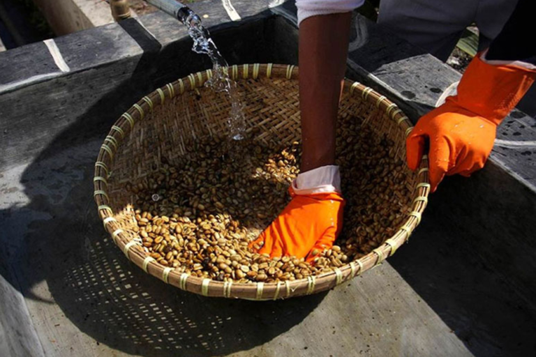Wild Kopi Luwak Coffee Process | Gayo Kopi